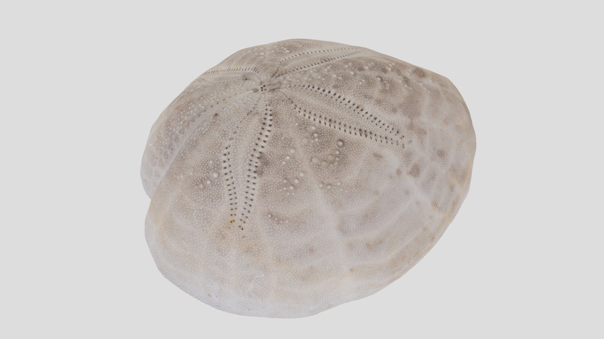 Spatangus purpureus Müller - 3D model by Department of Geology ...