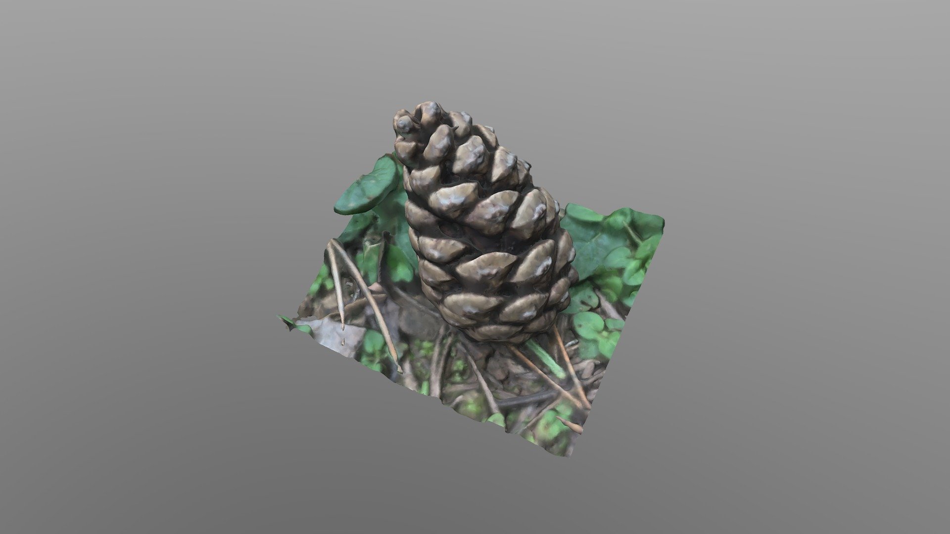 Pinecone model - 3D model by annaross02 [cbe3c0b] - Sketchfab