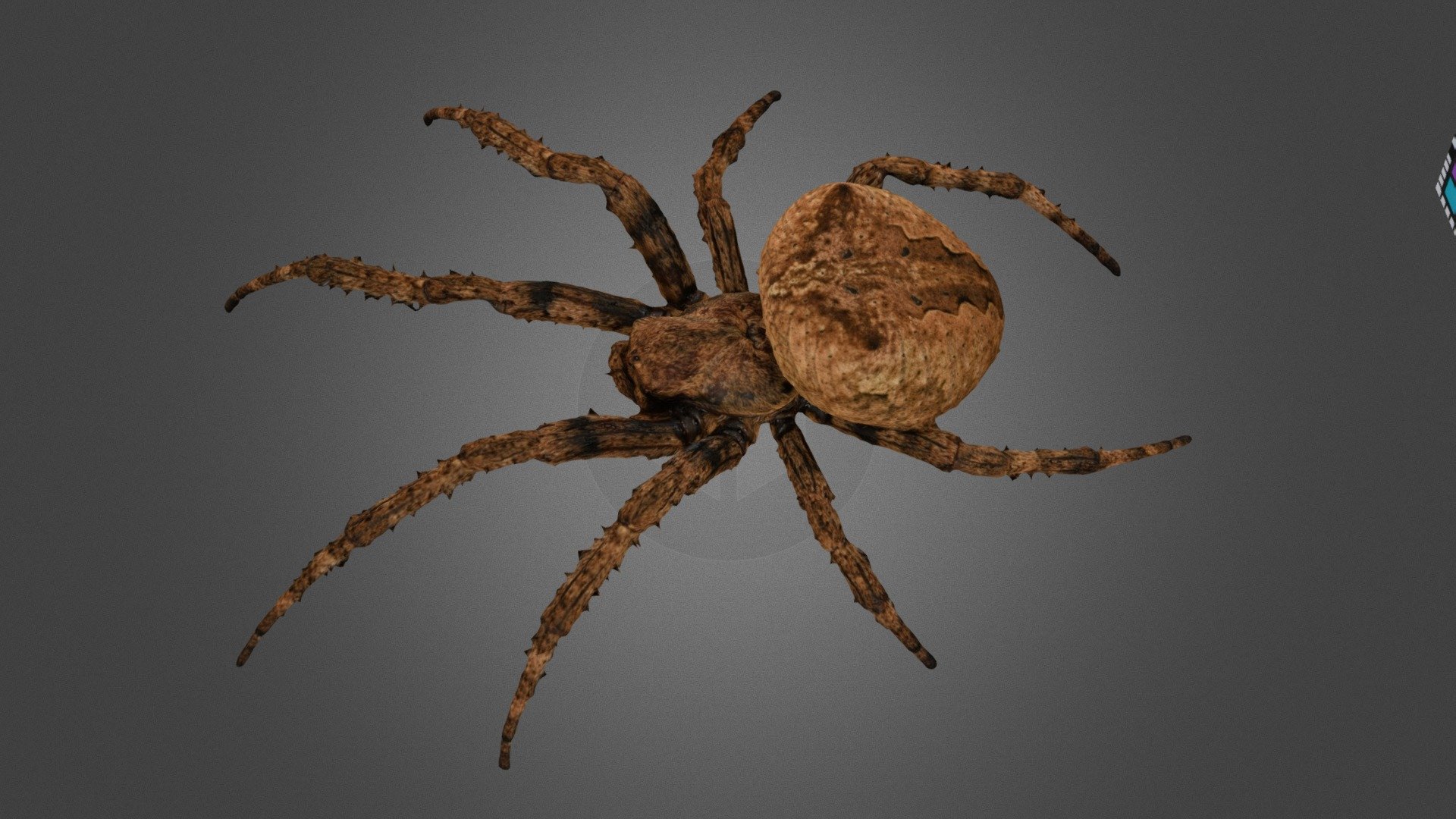CC0 オニグモ 🕷️ Devil Spider, Araneus ventricosu - Download Free 3D model ...