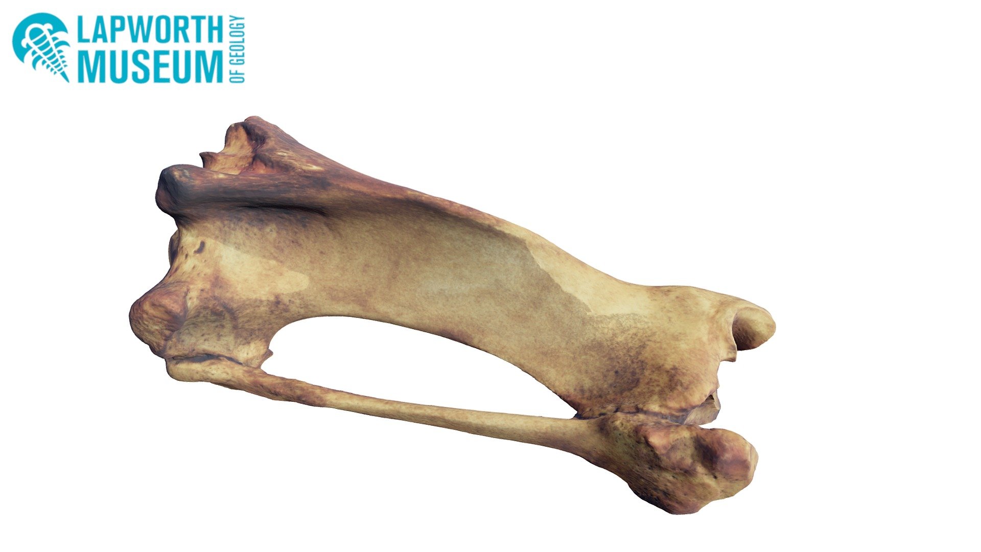 Hippopotamus Right Tibia and Fibula - Download Free 3D model by ...