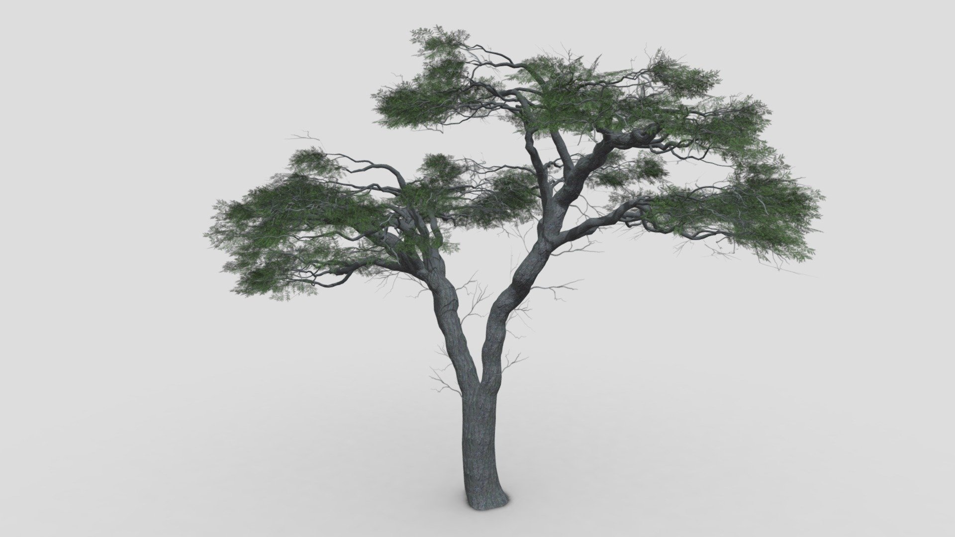 African Acacia Tree-S2 - Buy Royalty Free 3D model by ASMA3D [cbea370 ...