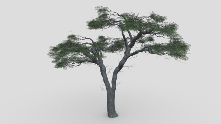 Acacias 3D models - Sketchfab