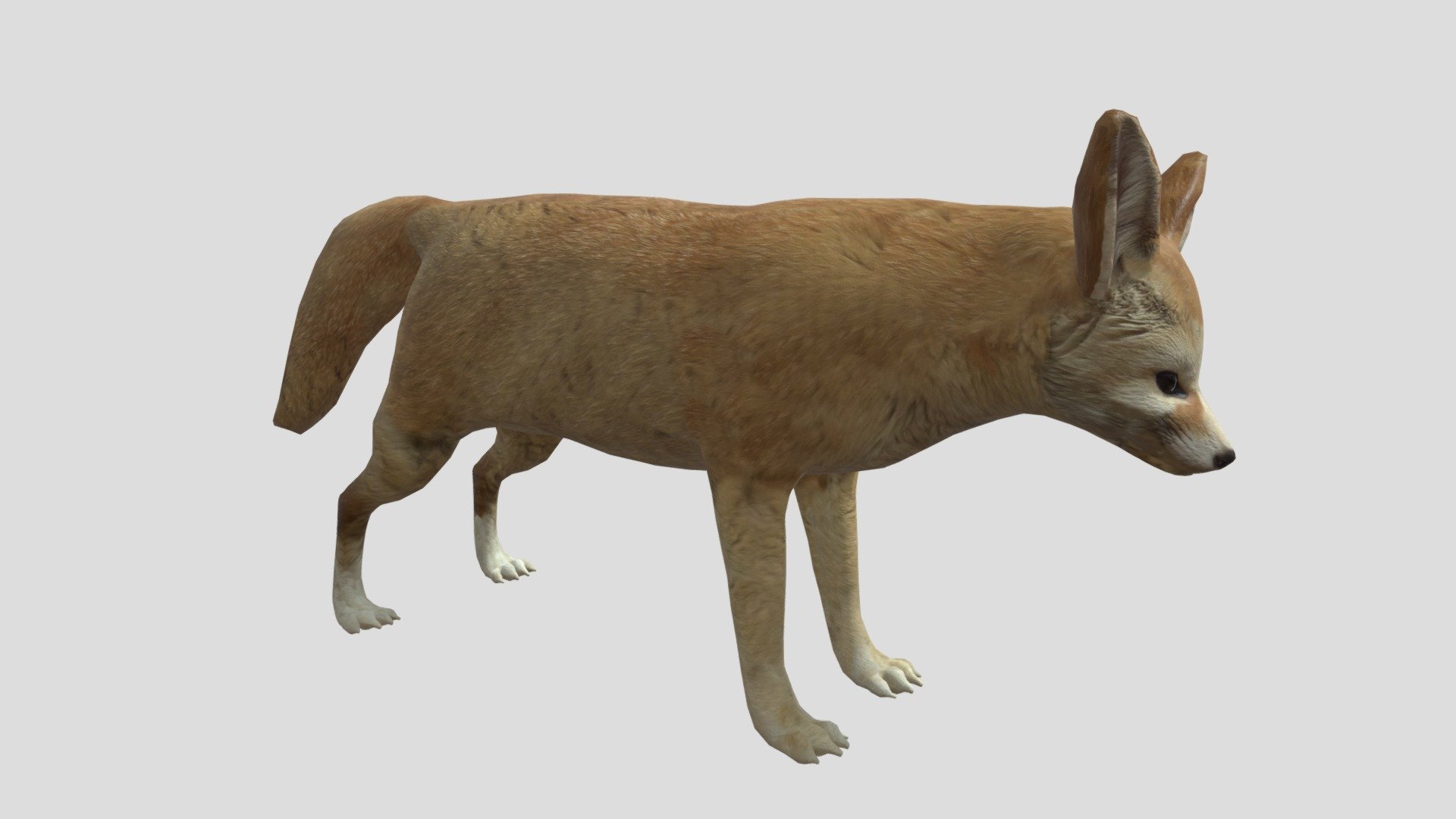 Fennec Fox - Buy Royalty Free 3D model by rmilushev [cbee15c ...