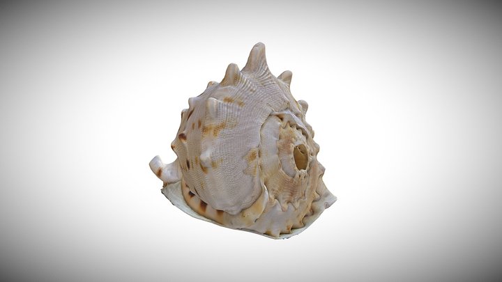 Conch 3D models - Sketchfab