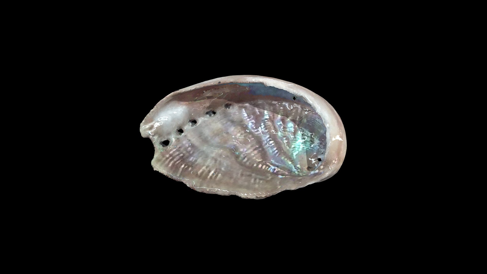 Shell 26 - Haliotis (Abalone) - Download Free 3D model by Peter Nox ...