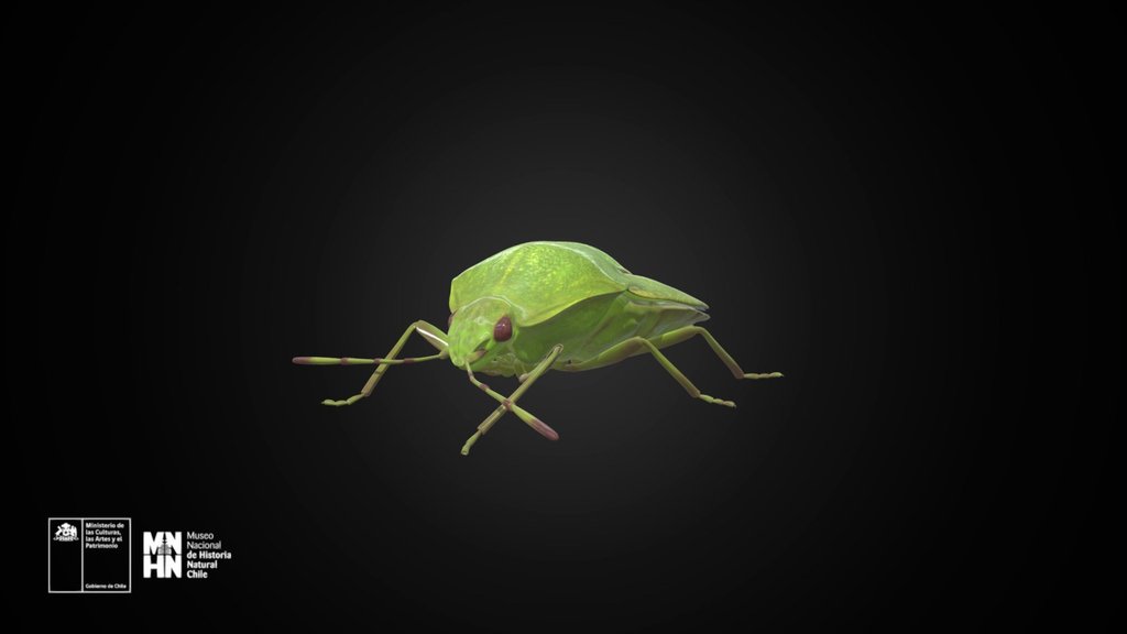 Insects - A 3D model collection by bears.inc - Sketchfab