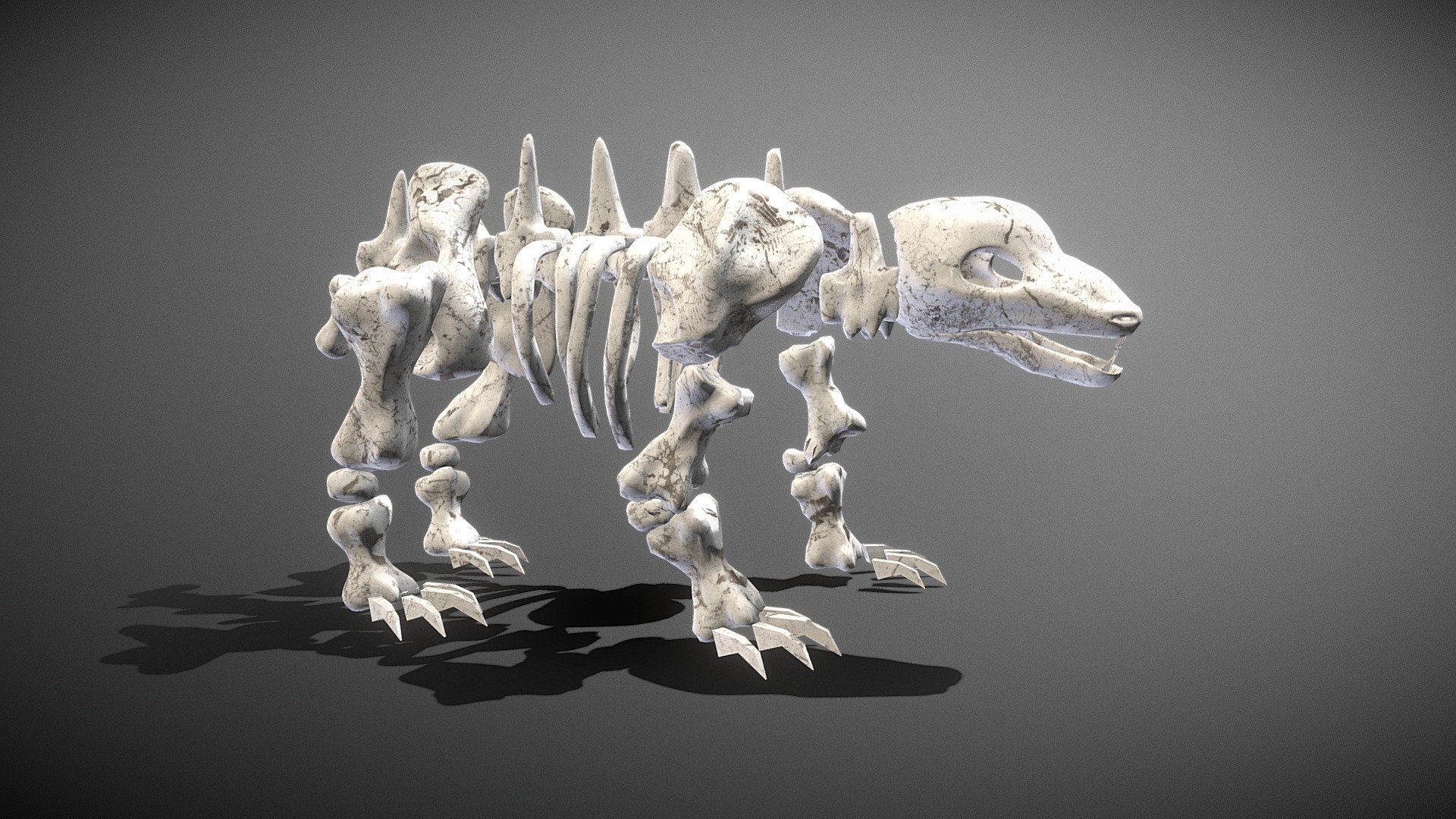 Bear Skeleton - Buy Royalty Free 3D model by Zhang Shangbin ...