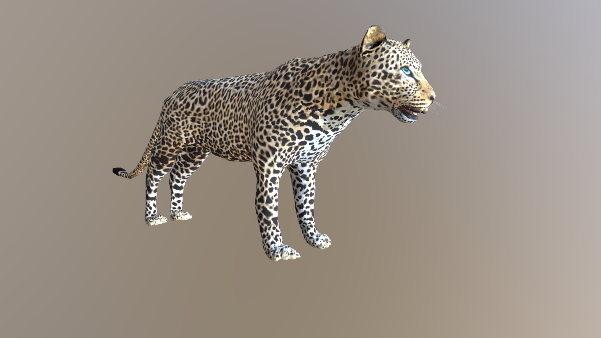 Leopard - Buy Royalty Free 3D model by 3dlowpoly [cc1f147] - Sketchfab Store