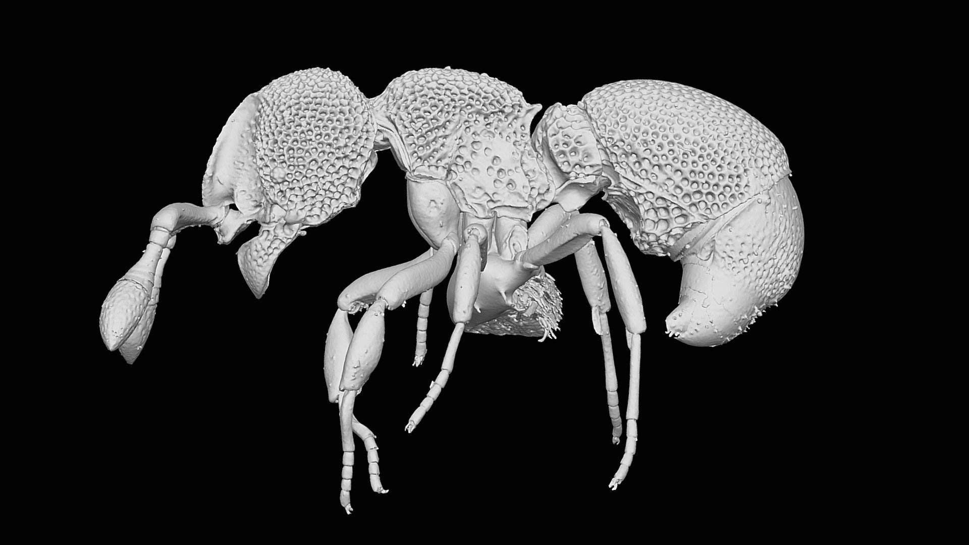 Discothyrea mixta - 3D model by Economolab (@arilab) [cc209fa] - Sketchfab