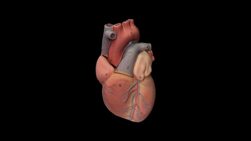 Heart prototype - 3D model by Matthew Schroyer (@mschroyer) [cc26dd2 ...