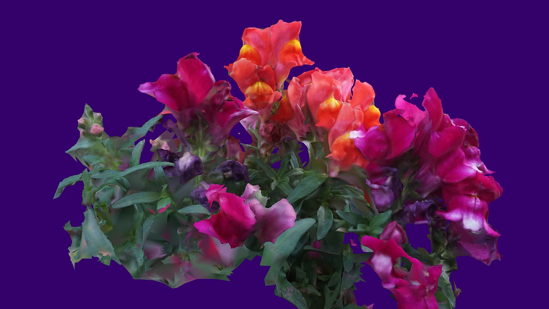 Snapdragons, Purple, and Orange - Buy Royalty Free 3D model by John ...