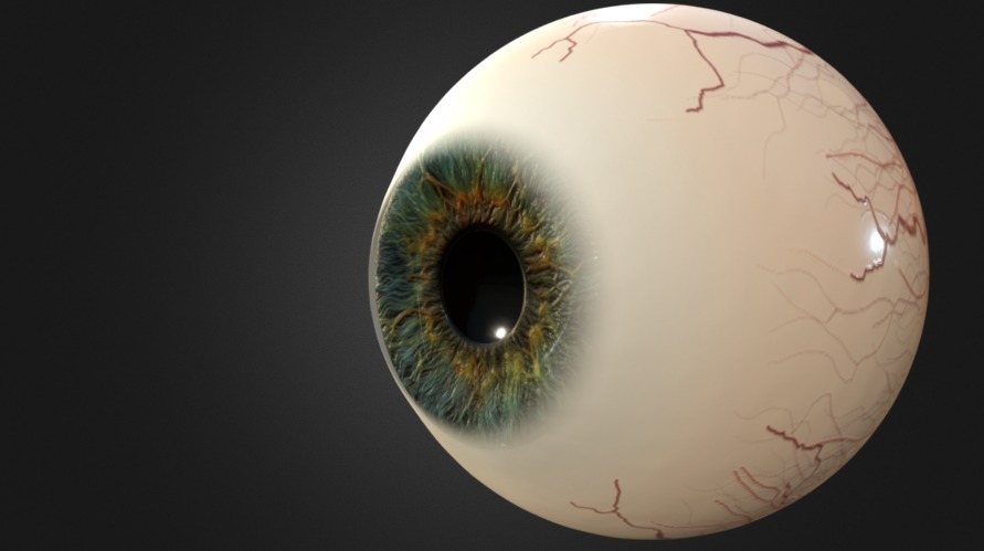 Eyeball - 3D model by tal_mis [cc29b32] - Sketchfab