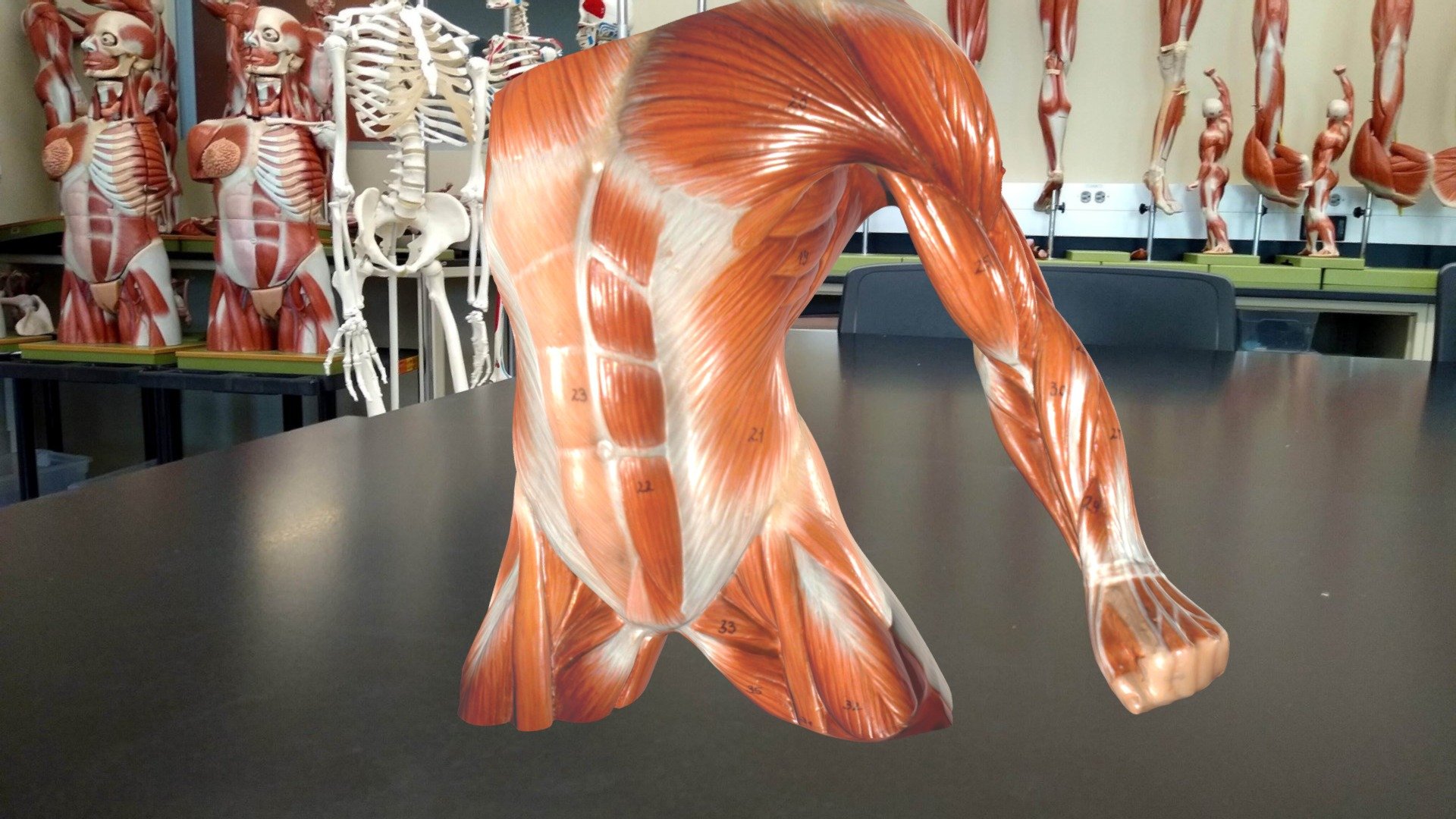 muscle_man_torso - 3D model by Dr. Alex Cheroske (@aquaman27) [cc33de3 ...