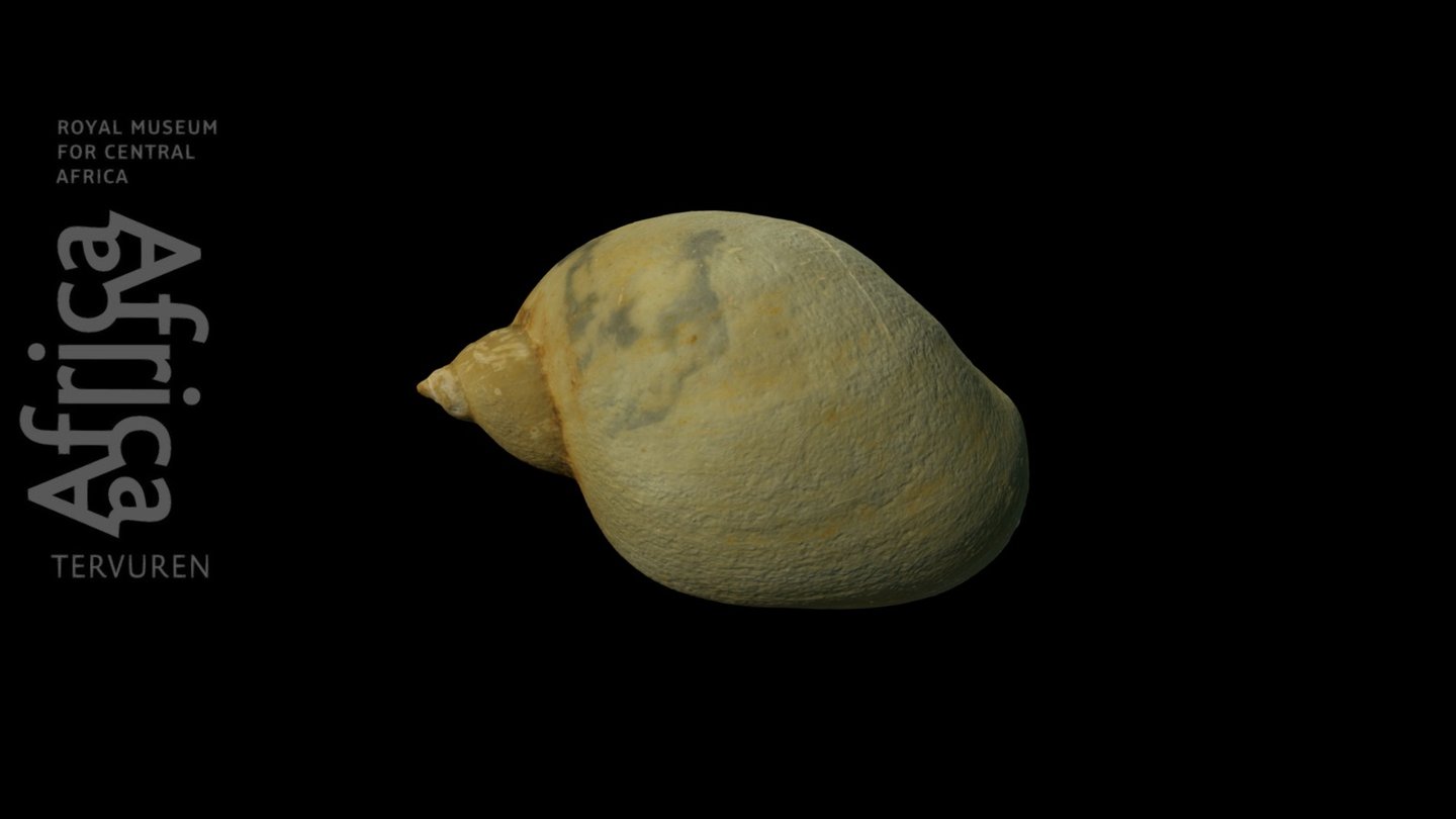 Lymnaea nyansae - 3D model by Royal Museum for Central Africa ...