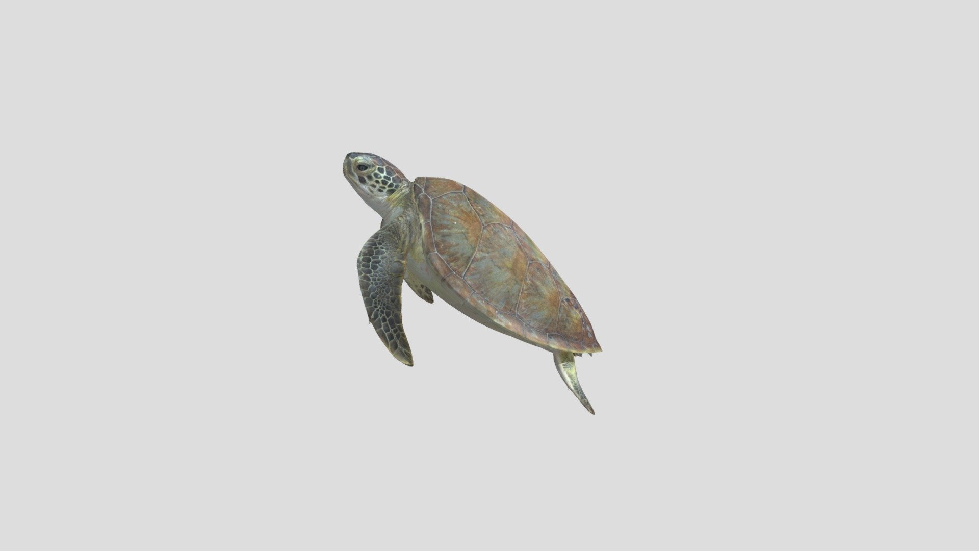 Turtle - Download Free 3D model by yaniu03 [cc4f539] - Sketchfab