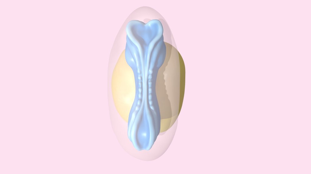 Embryology 3D - A 3D model collection by anatomydecoded - Sketchfab