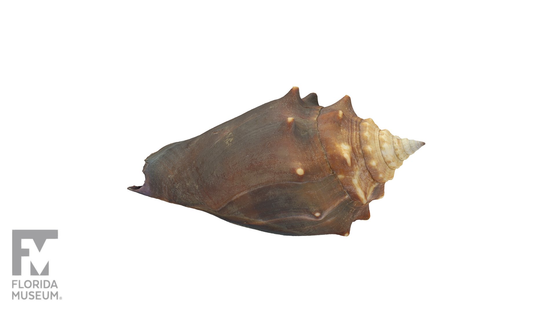 Florida fighting conch - 3D model by FloridaMuseum [cc54601] - Sketchfab