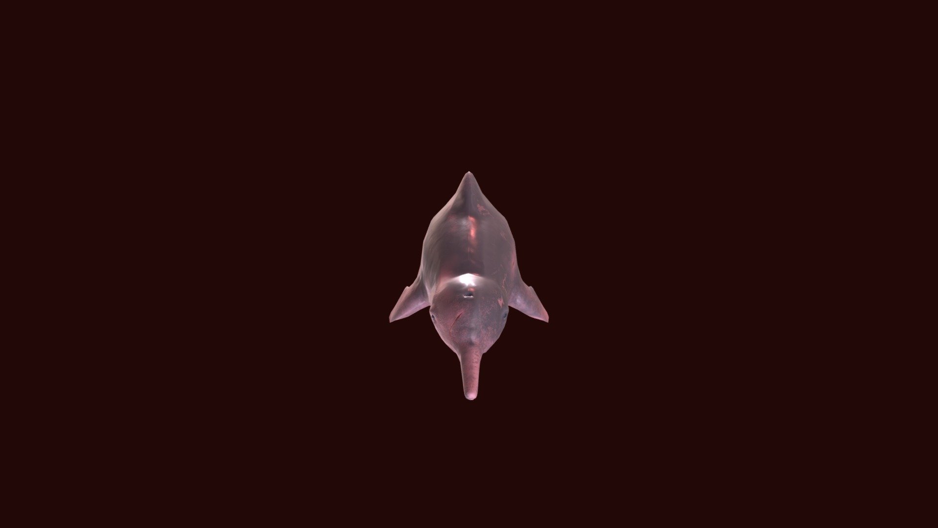 Boto Dolphin - 3D model by Liam Kevin Smith (@LiamKevinSmith) [cc5580f ...