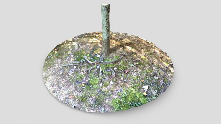 Tree_roots 3D models - Sketchfab