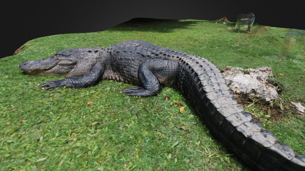 Gators - A 3D model collection by Sludgey - Sketchfab