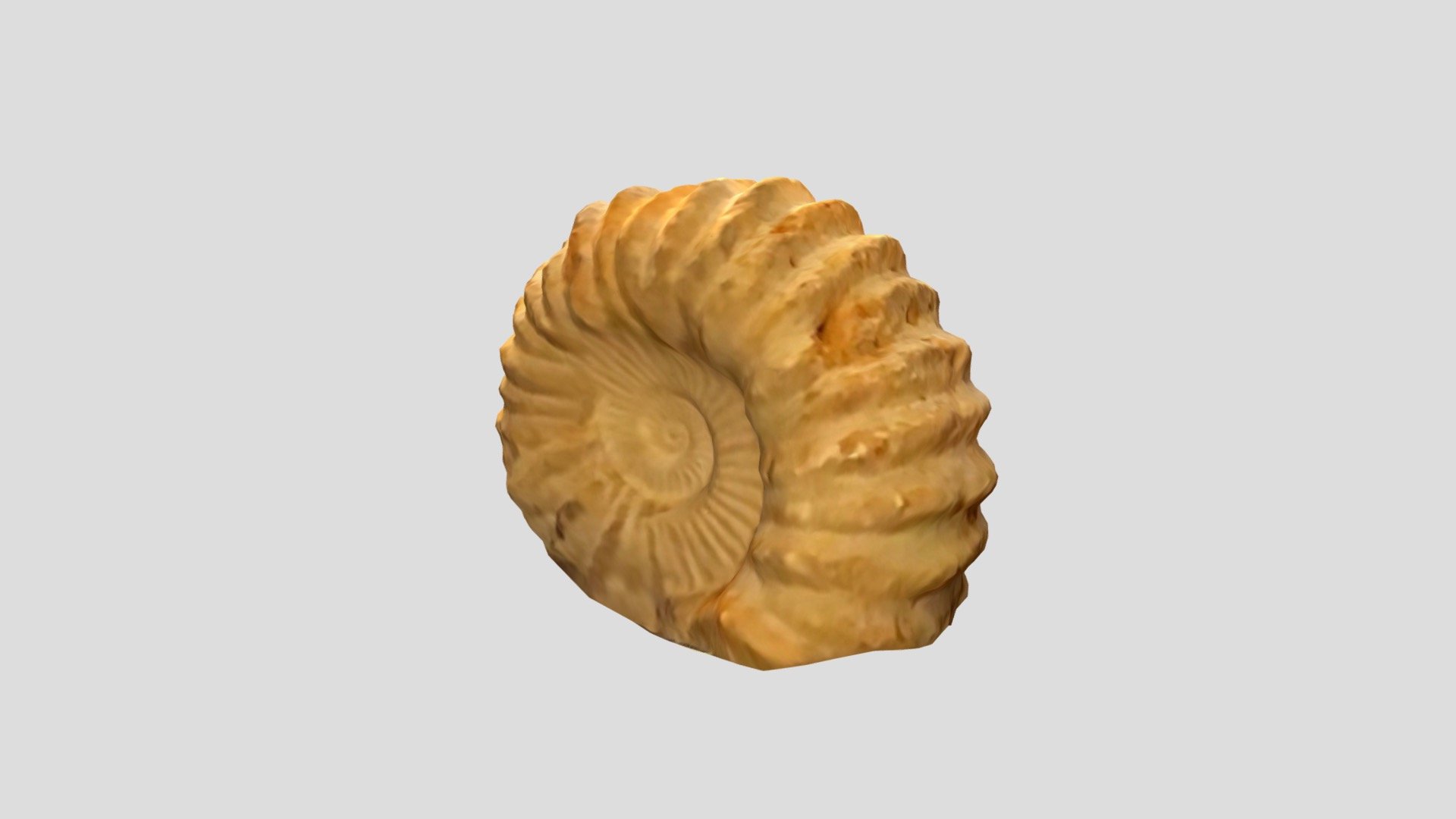 Jurassic Ammonite fossil - Download Free 3D model by MMWgeology ...