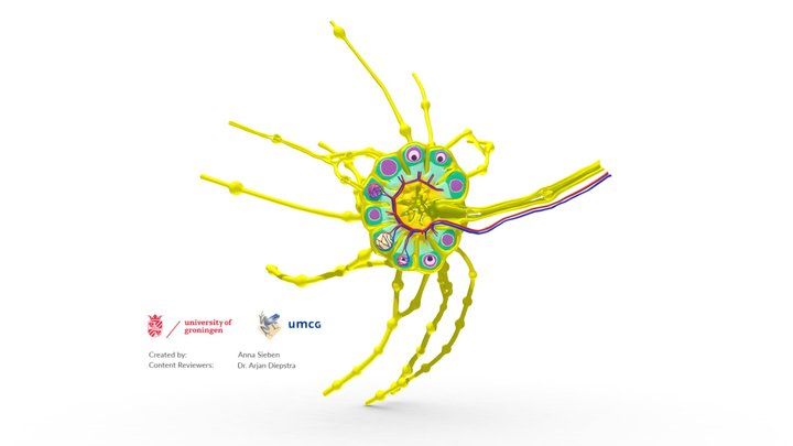 Lymph_node 3D models - Sketchfab