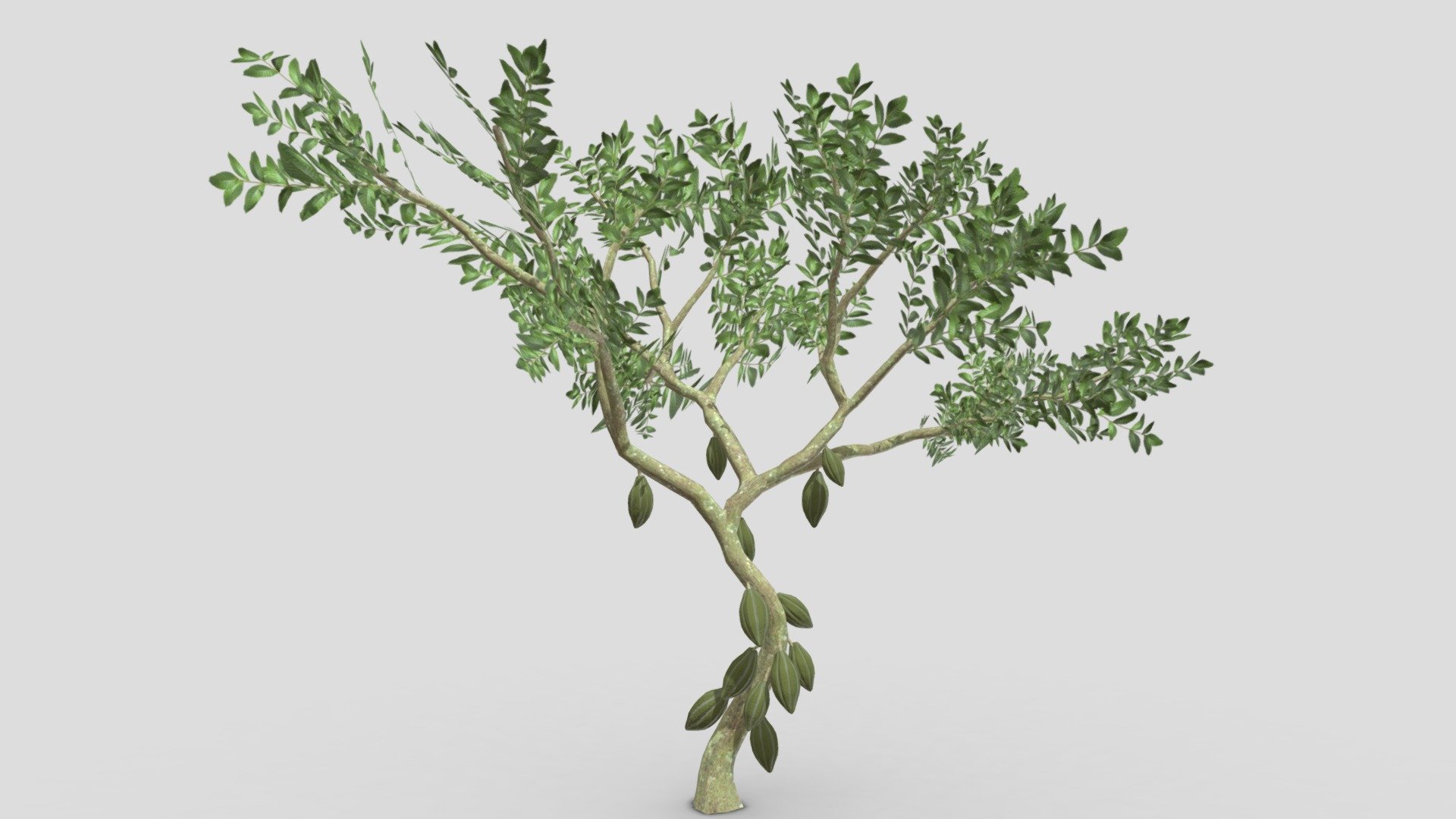 Cacao Tree( Green Fruit)- 03 - Buy Royalty Free 3D model by ASMA3D ...