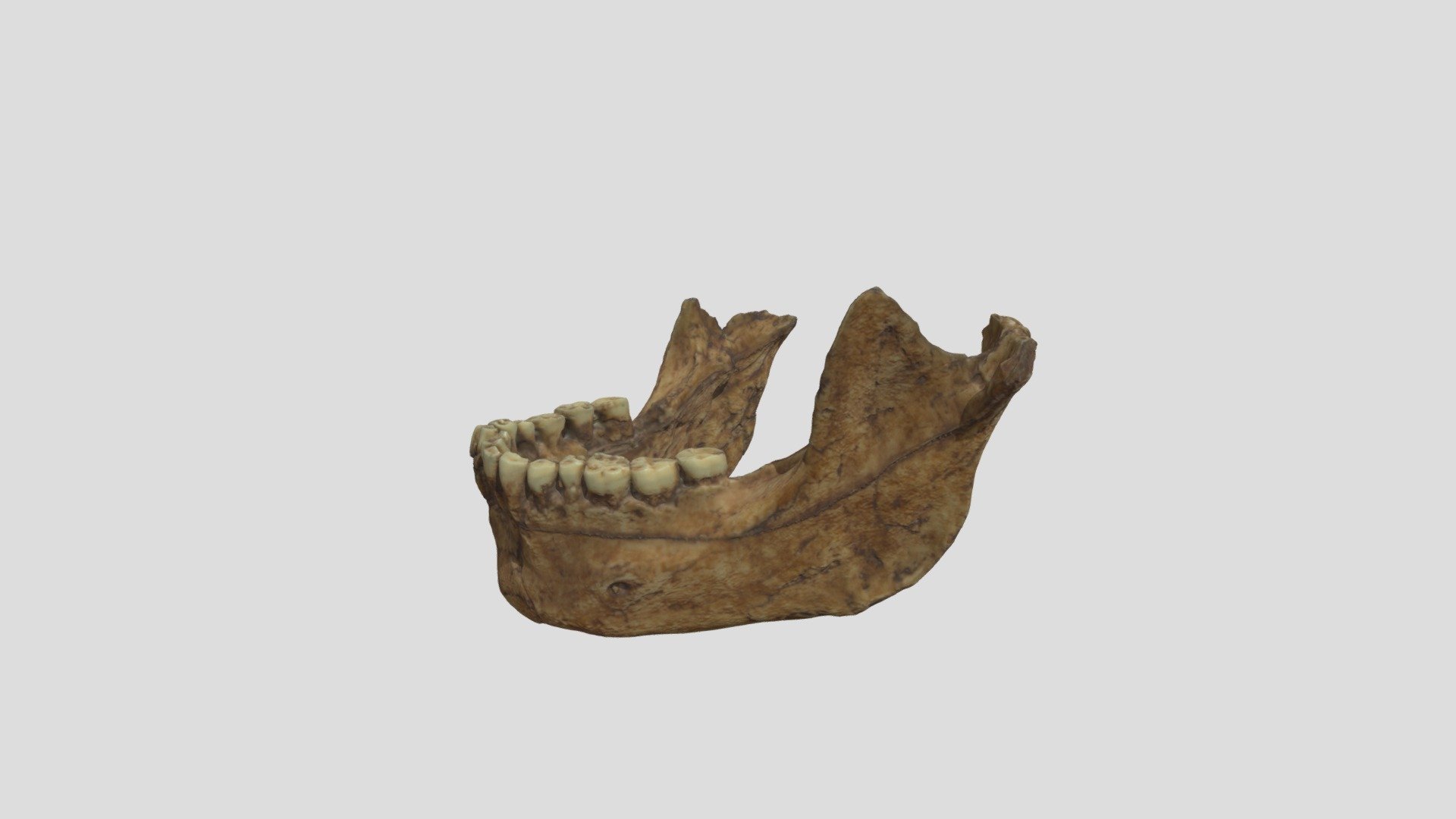 PA1496 - Amud 1 mandible - 3D model by pacaucl [cc6d558] - Sketchfab