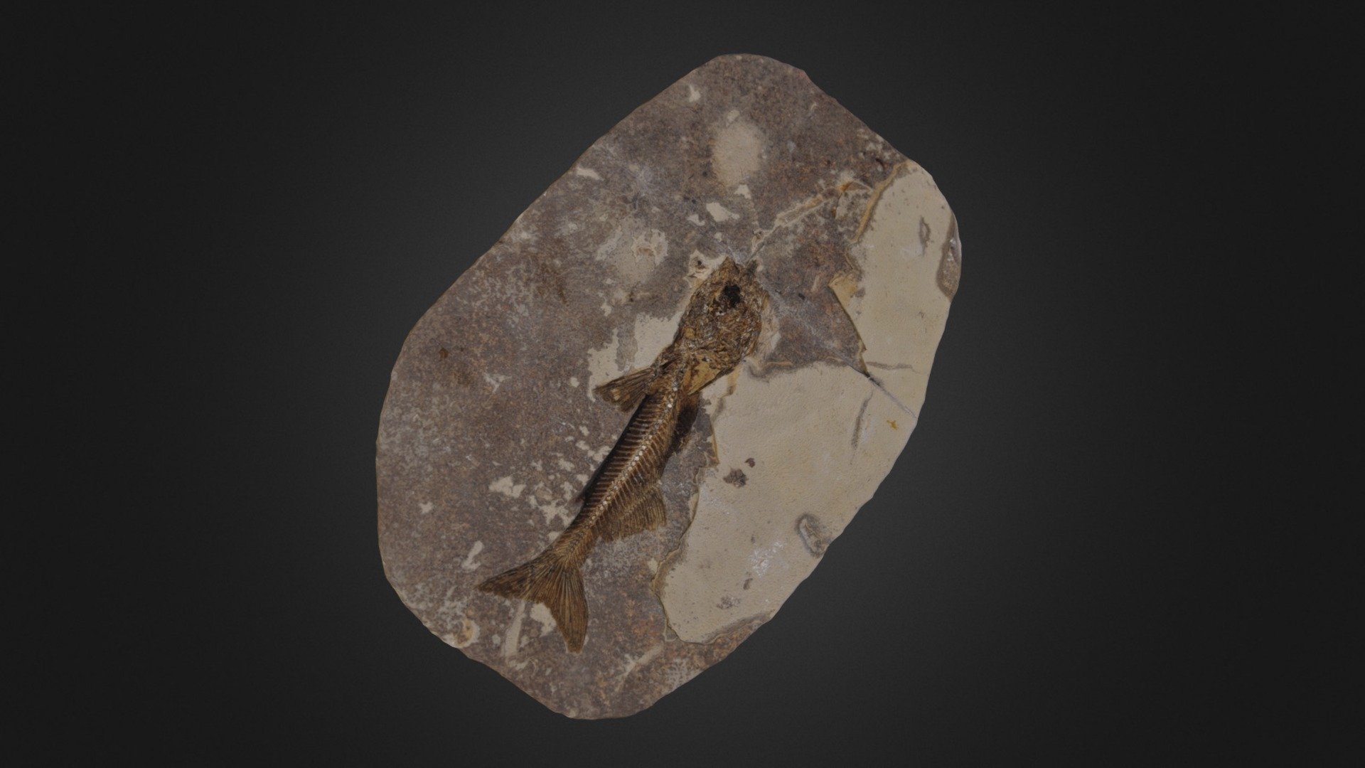 CATFISH - 3D model by 3D Fossils (@conqueror78) [cc6e23d] - Sketchfab