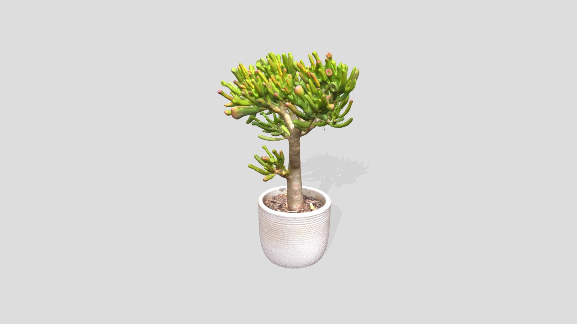 Beautiful Succulent - 3D model by DigitalArtefact [cc72ee5] - Sketchfab