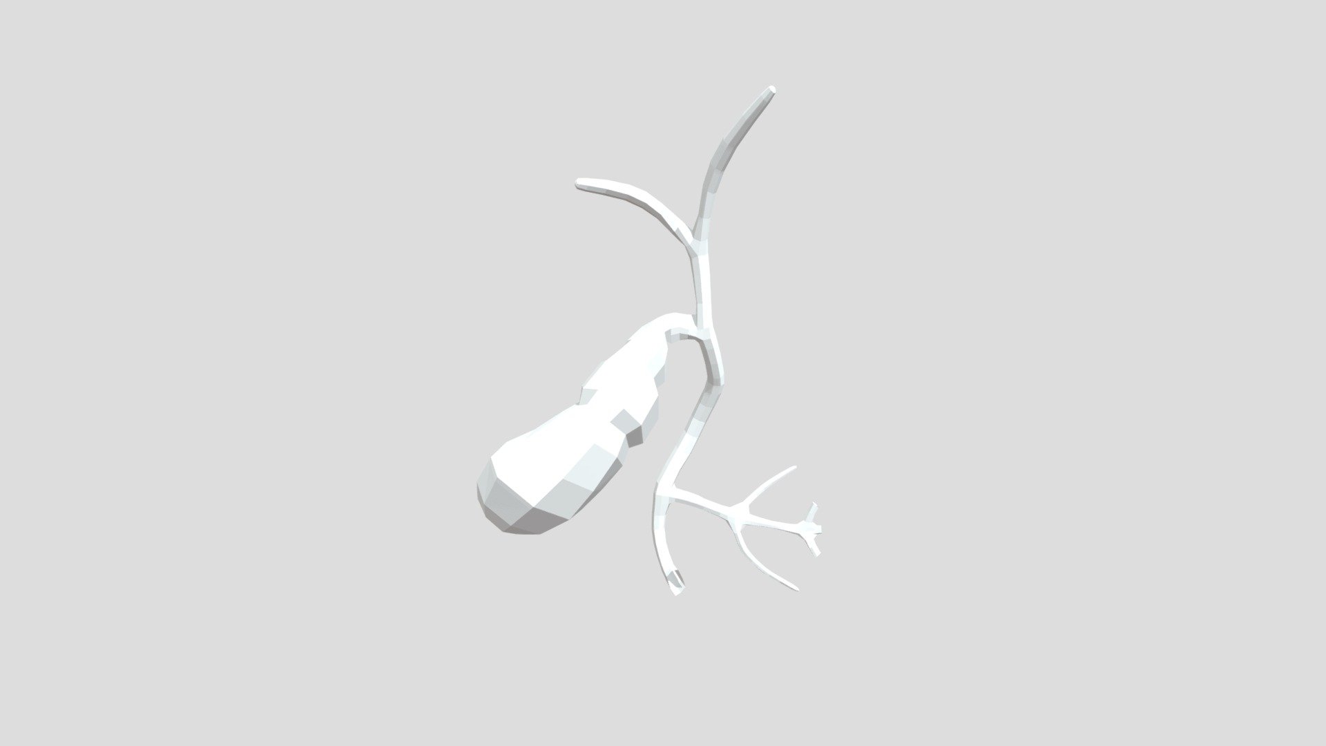 Spleen - 3D model by Nidhi.Goel [cc760ba] - Sketchfab