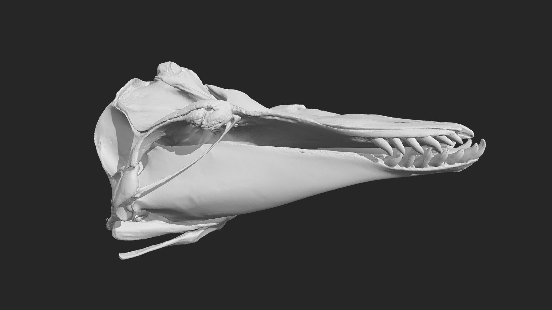 Globicephale tropical (modèle sans texture) - Download Free 3D model by Alienor.org, Conseil des ...