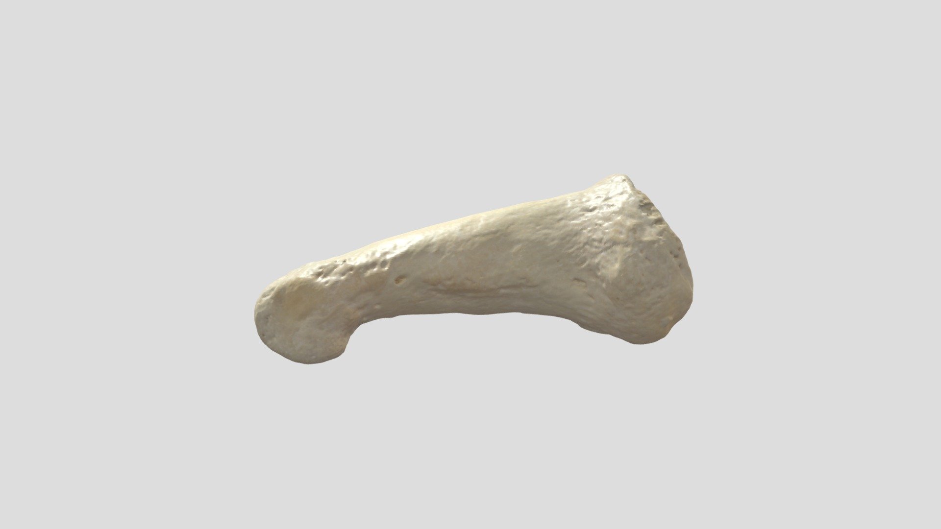 Phalanx Proximalis II R - annotaties - 3D model by Universiteit ...