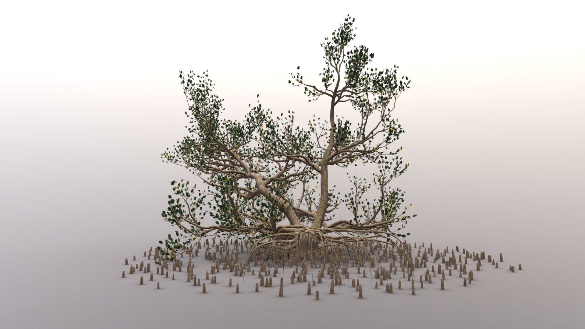 Mangrove - Buy Royalty Free 3D model by zlevi [cc8607a] - Sketchfab Store