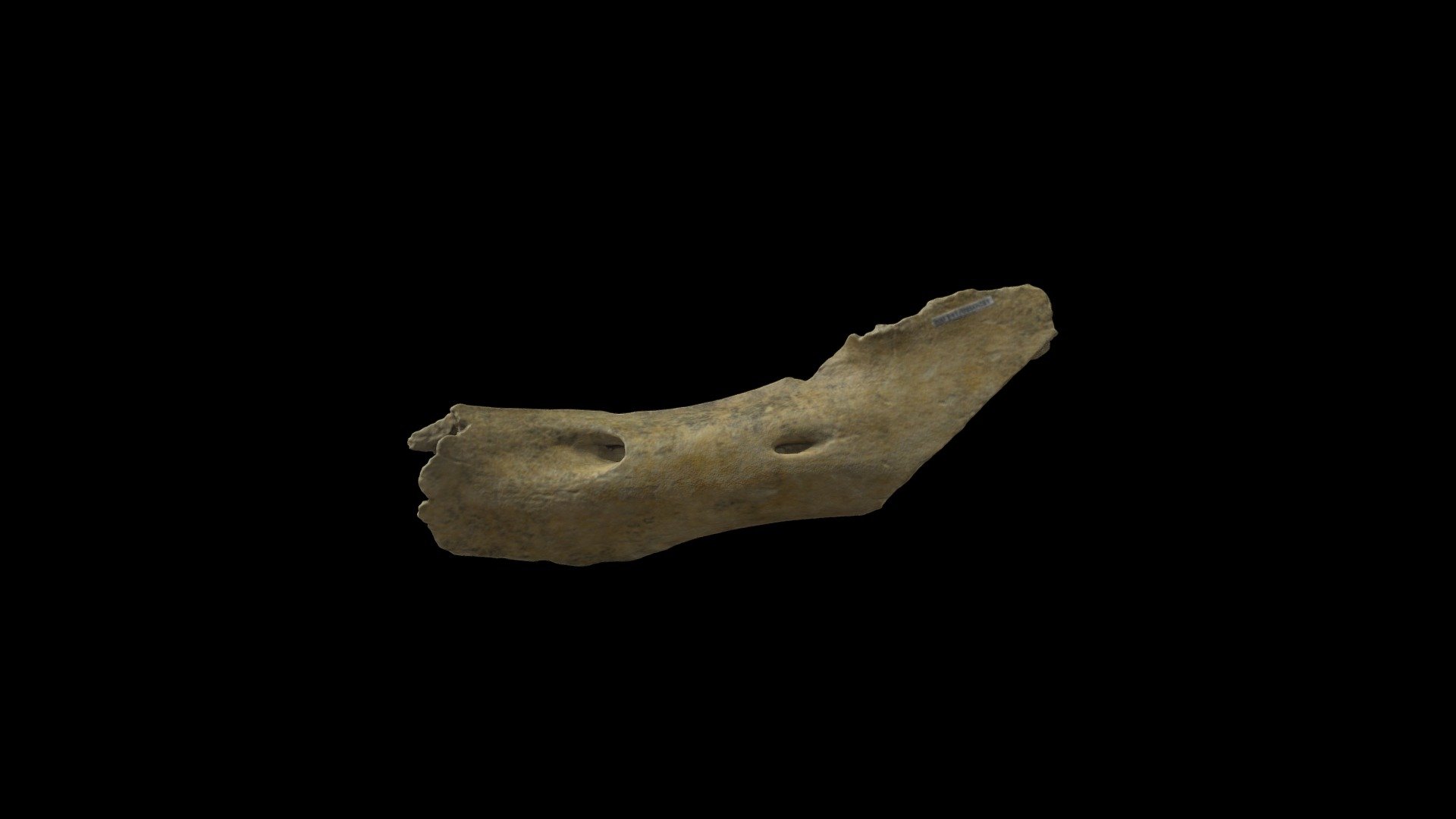 Goat/Sheep Mandible - 3D model by MDOTarchaeology [cc8a988] - Sketchfab