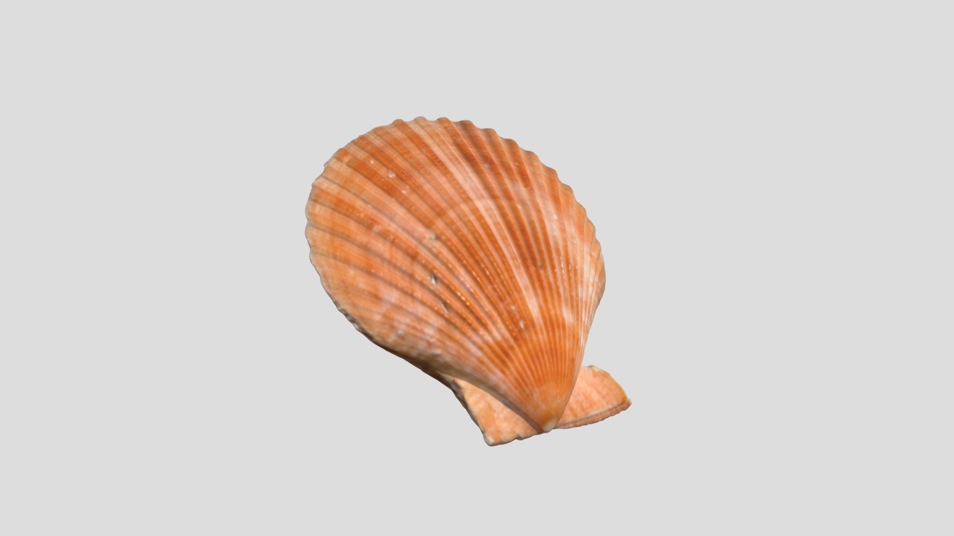 Coloured Pecton 4 - 3D model by Aberdeen City Libraries ...