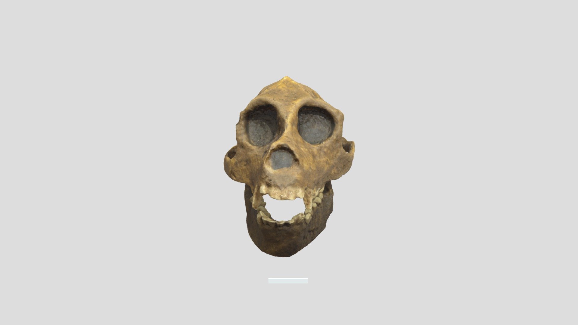 Anastilosis Craneo Aegyptopithecus - Download Free 3D model by ...
