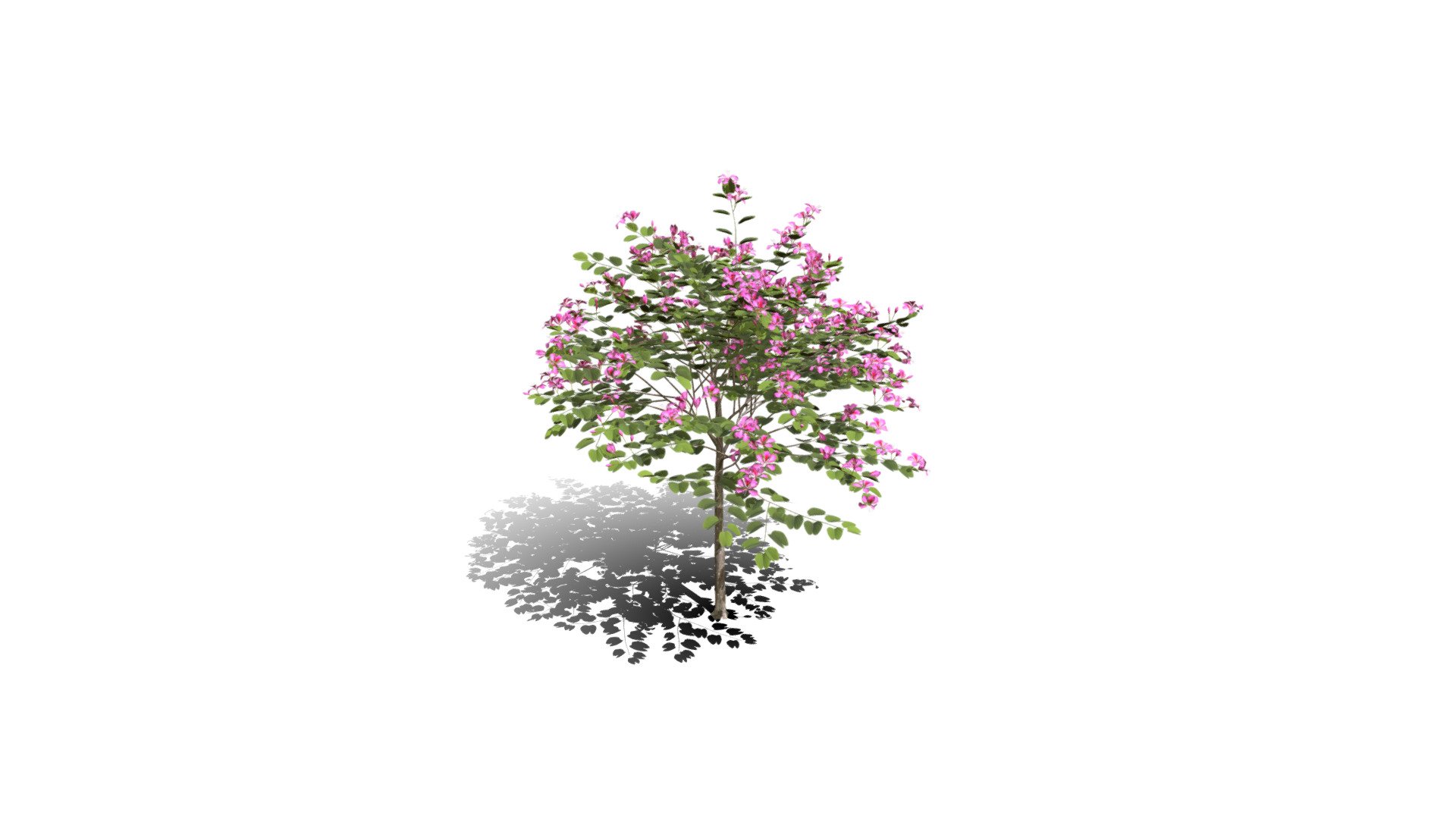 Realistic HD Hong Kong orchid tree (6/40) - Buy Royalty Free 3D model ...
