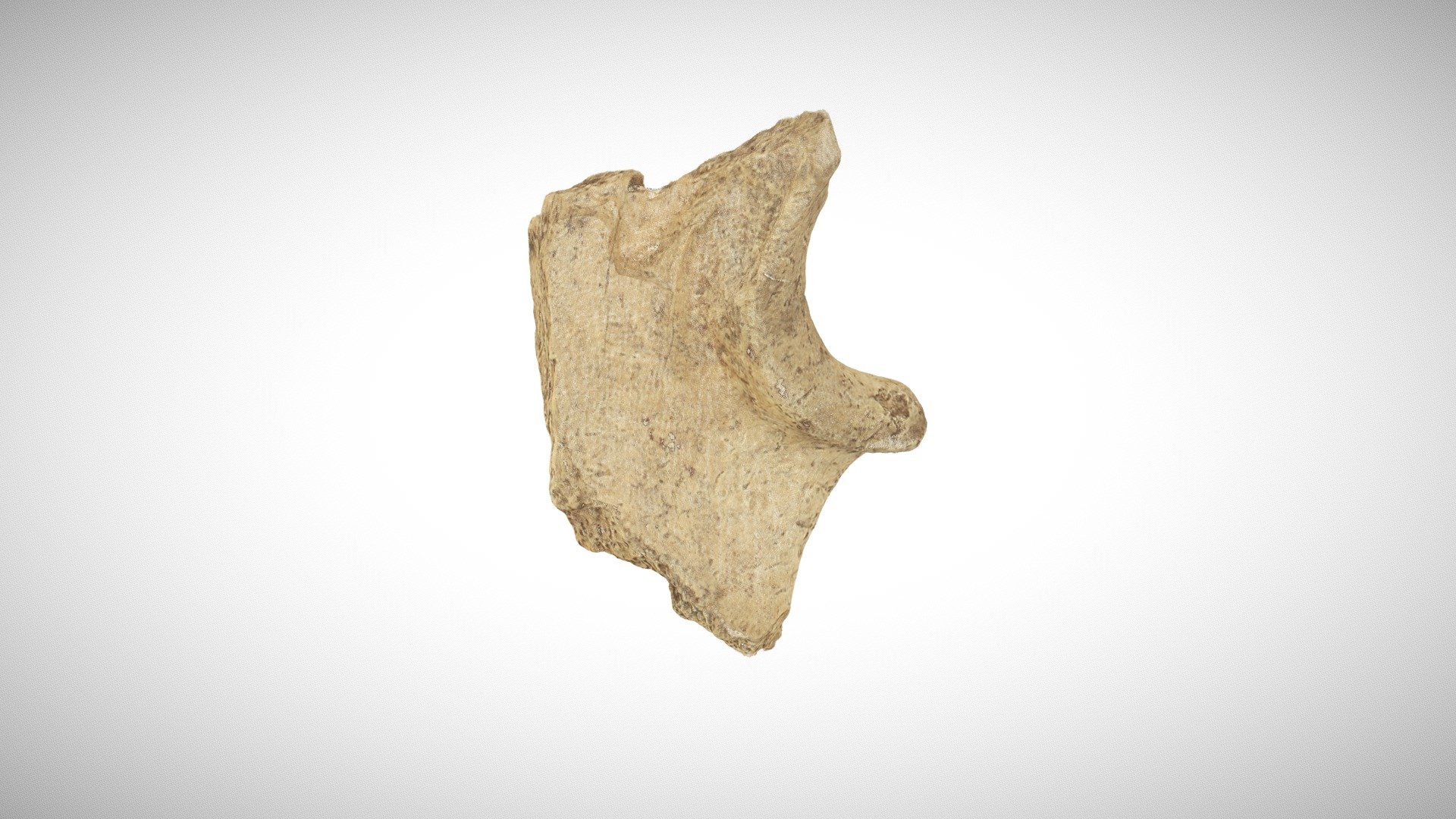 3D Bone - pointcloud - 3D model by dextracapture [cc9b066] - Sketchfab