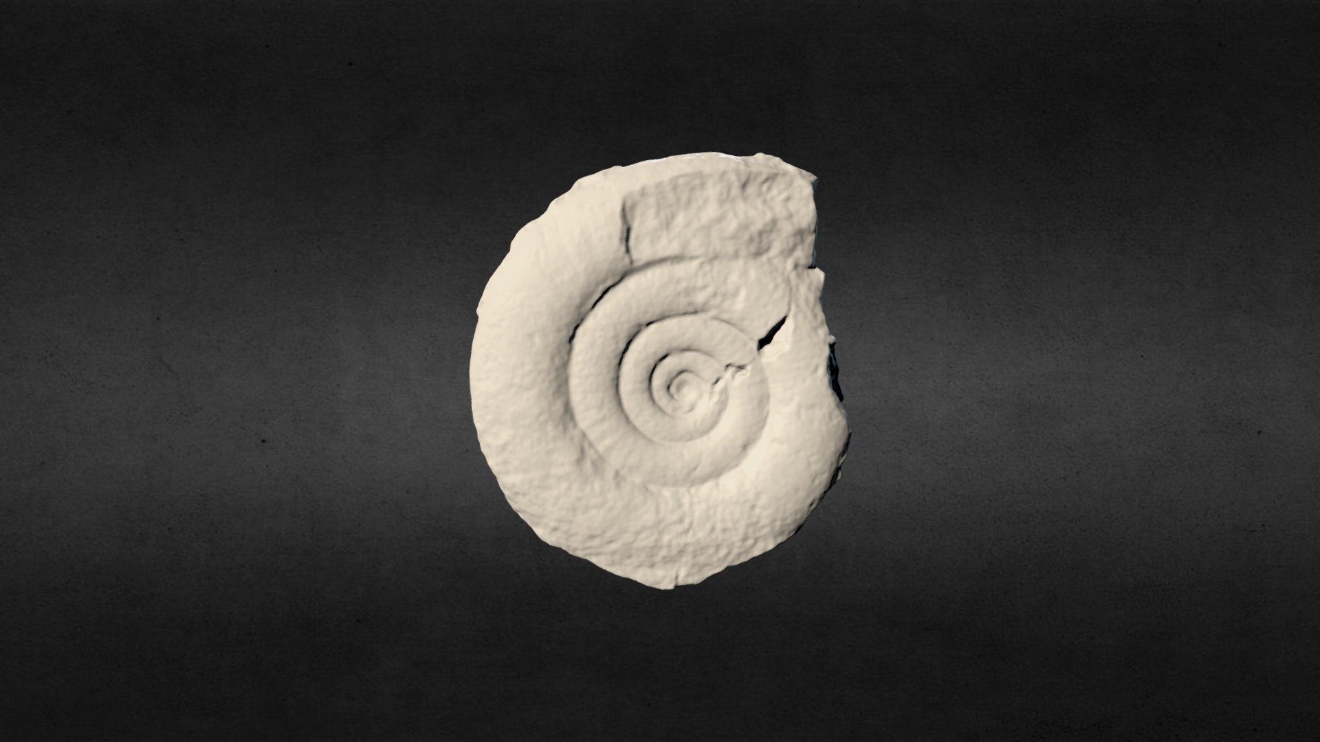 01b Psiloceras planorbis - 3D model by 3d Fossils GB (@3dFossils ...
