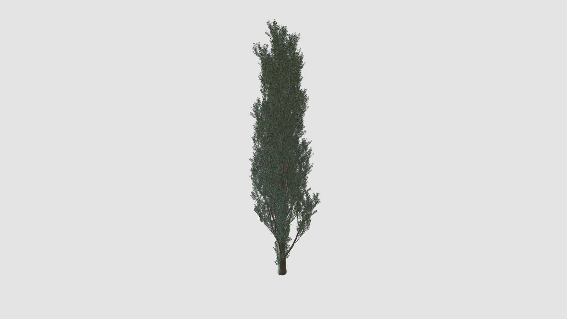 Tree - Buy Royalty Free 3D model by Evermotion [cca57e3] - Sketchfab Store