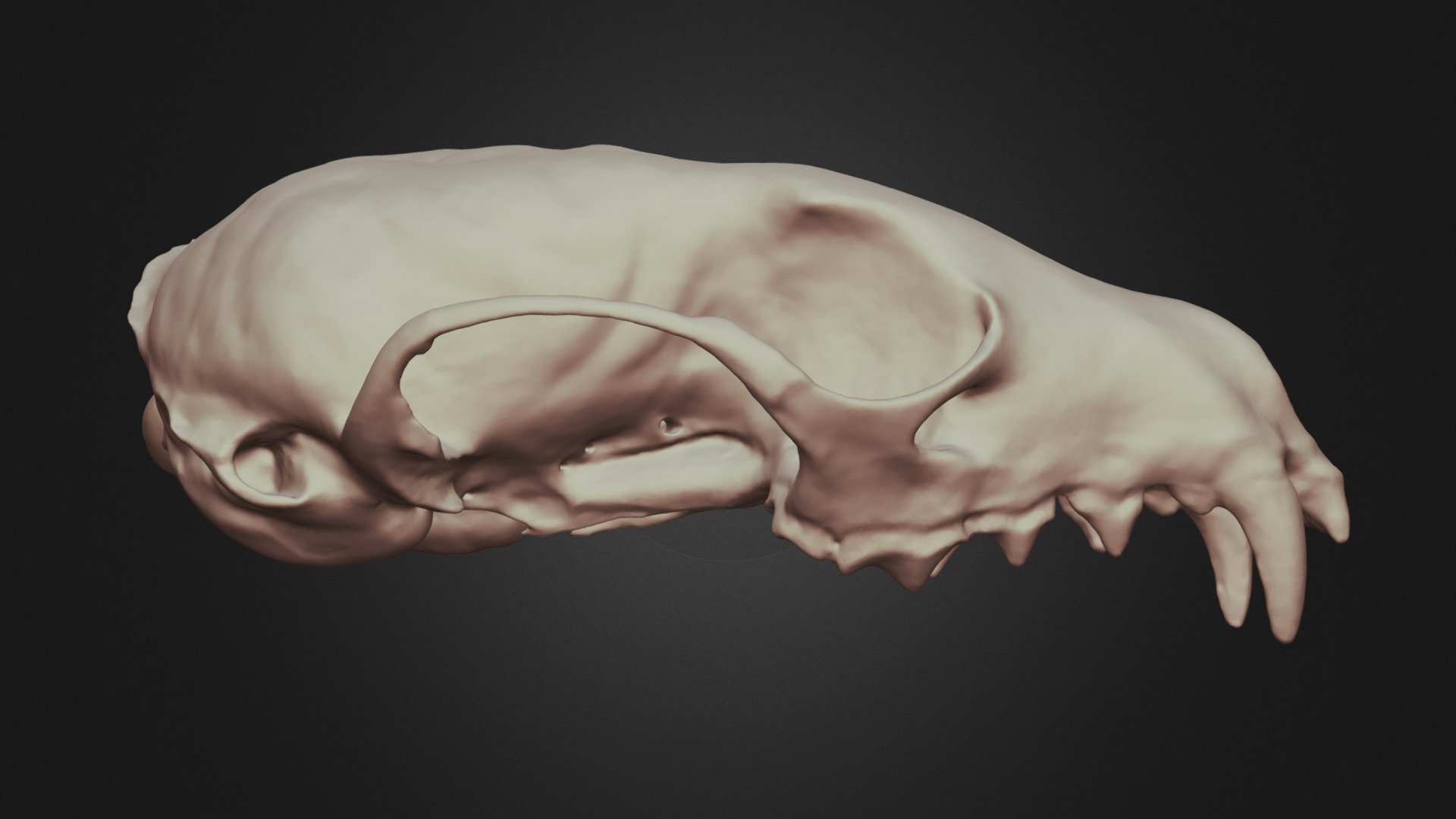 Martes americana (American Marten) Skull - 3D model by Lakehead ...