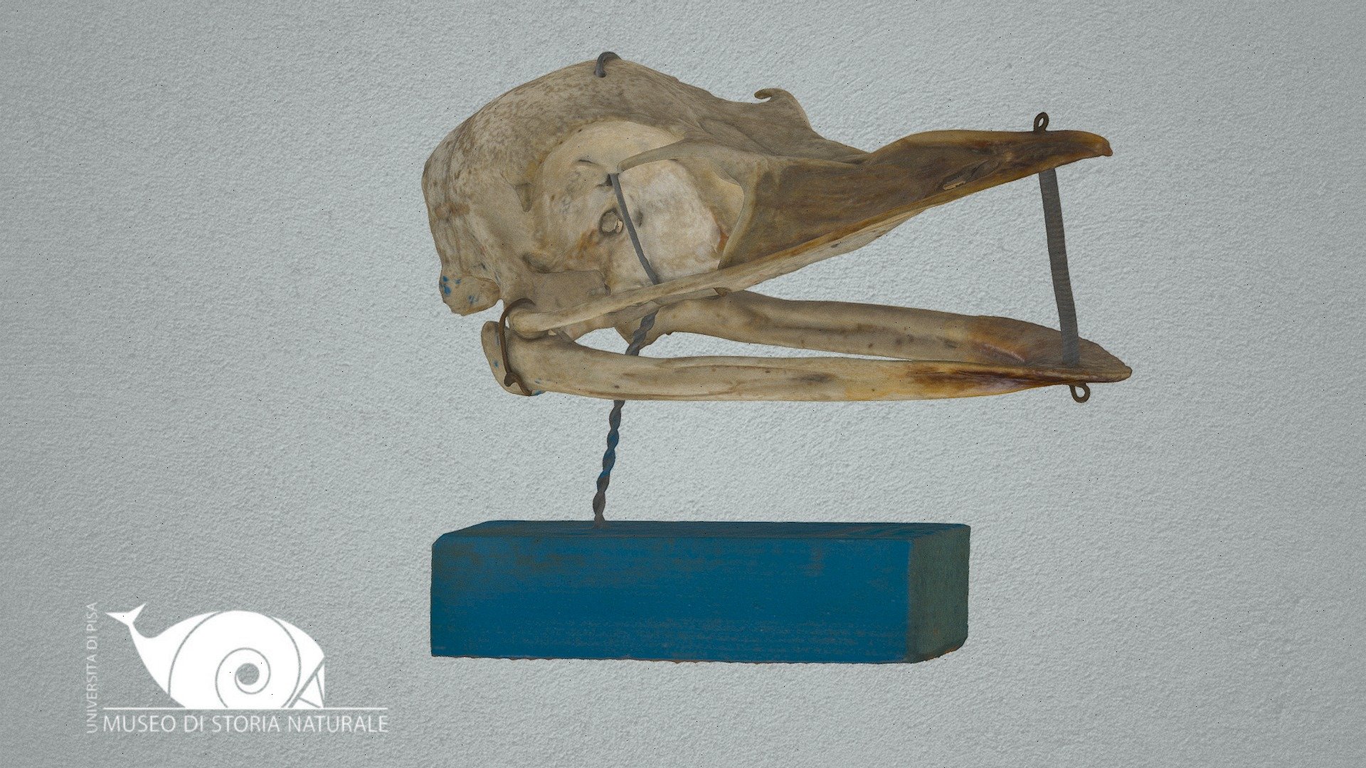 Emu - 3D model by Natural History Museum, University of Pisa ...