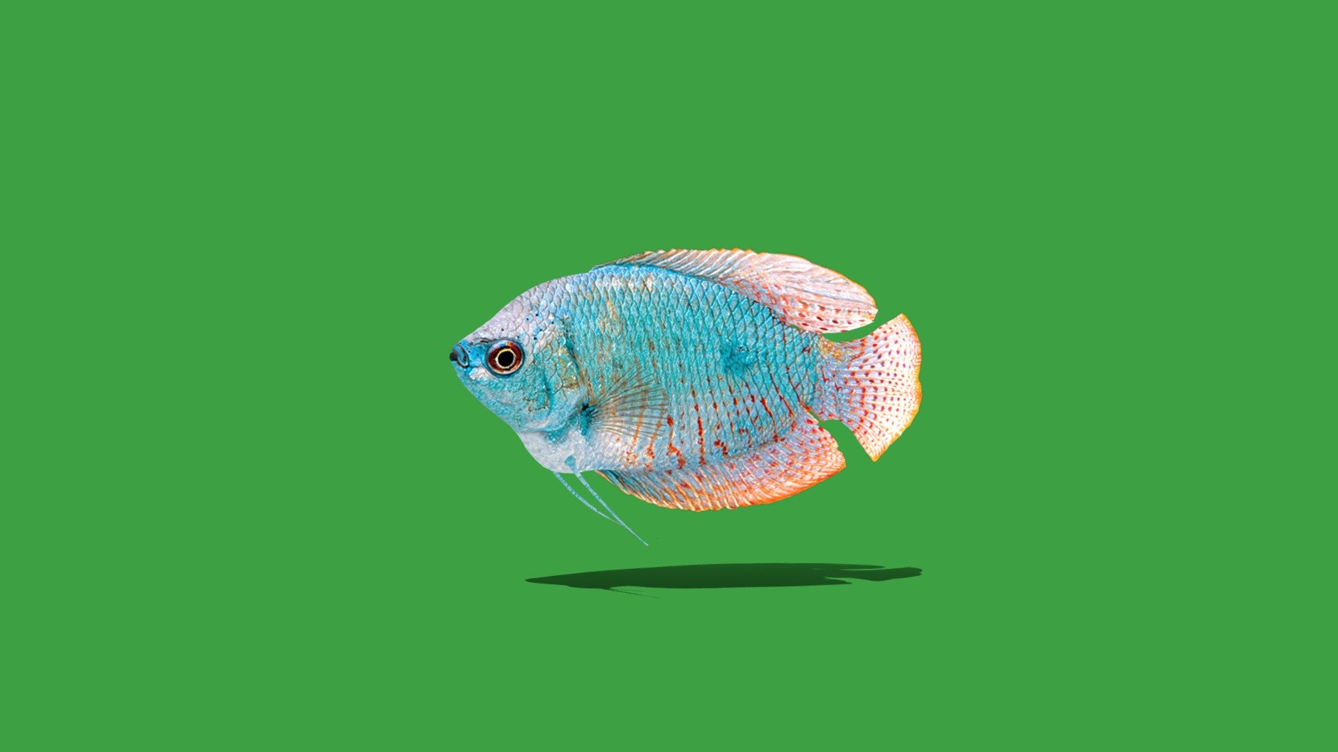Gourami Freshwater Fish - 3D model by Nyilonelycompany [ccb4cf9 ...