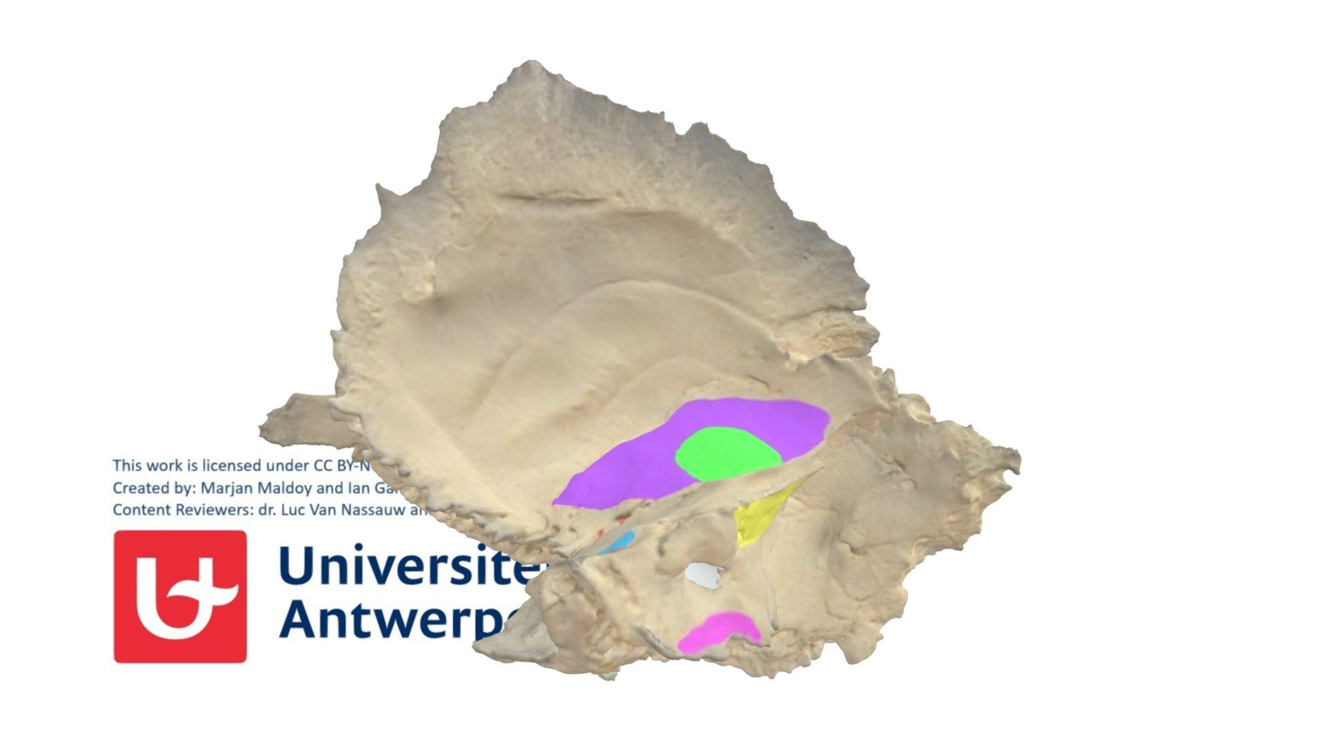 Rechter Os Temporale pars pyramis deel 1 van 2 - 3D model by ...
