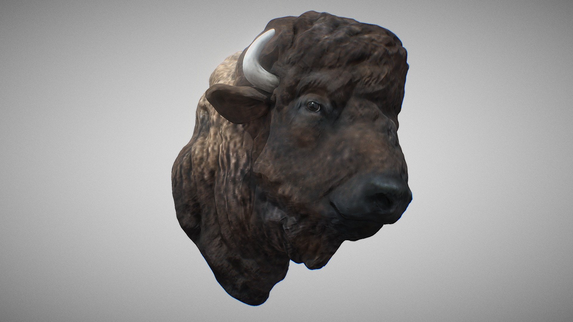 Bison - Buy Royalty Free 3D model by Tom Johnson (@Brigyon) [ccc4e6c ...