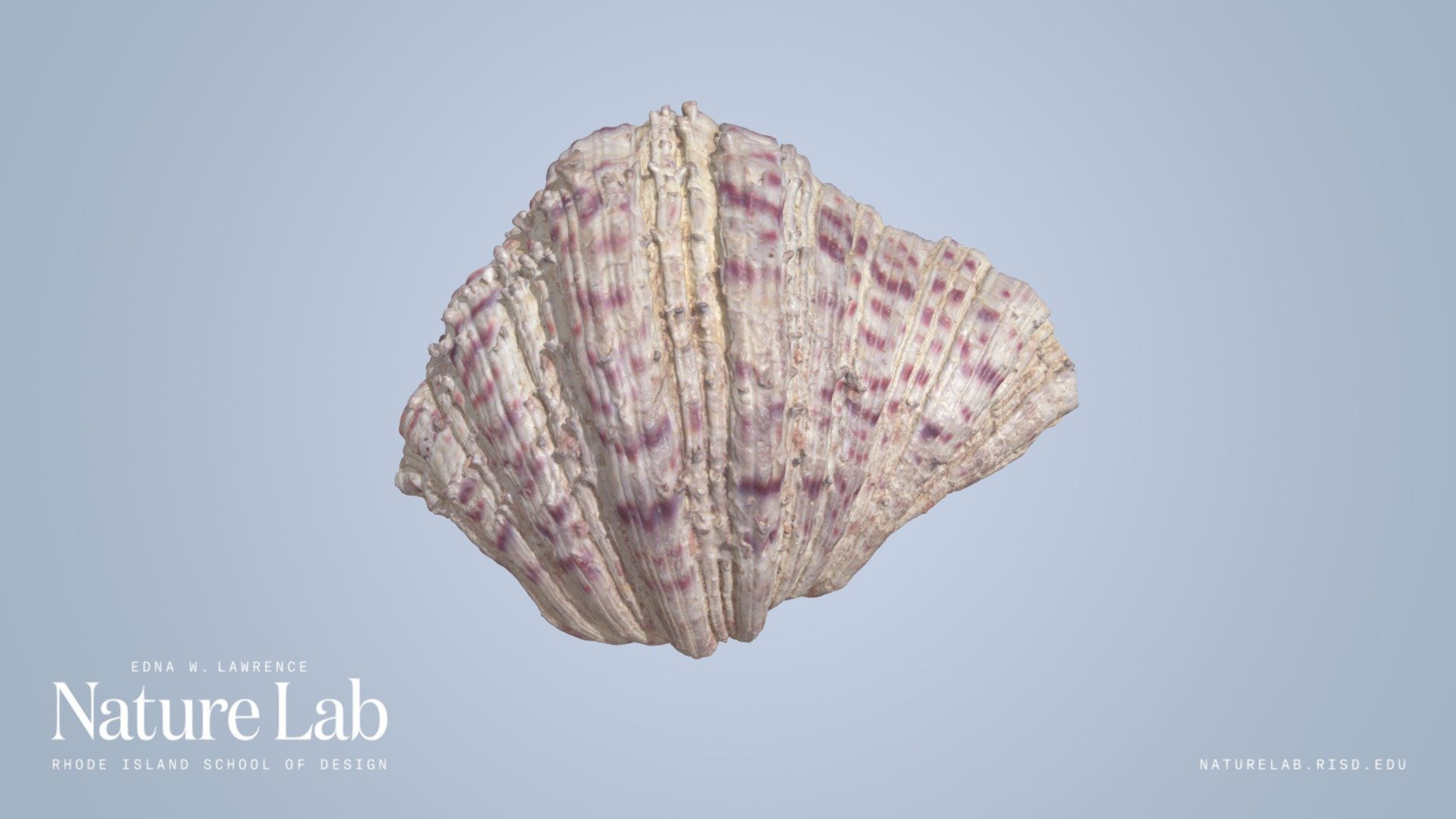 Bear Paw Clam Shell - Download Free 3D model by RISD Nature Lab ...