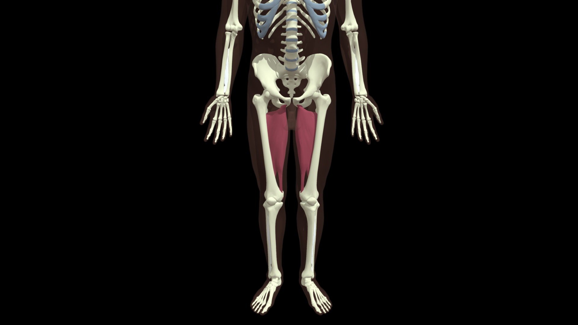 Adductor Magnus - Download Free 3D model by Anatomary [ccd5e7f] - Sketchfab