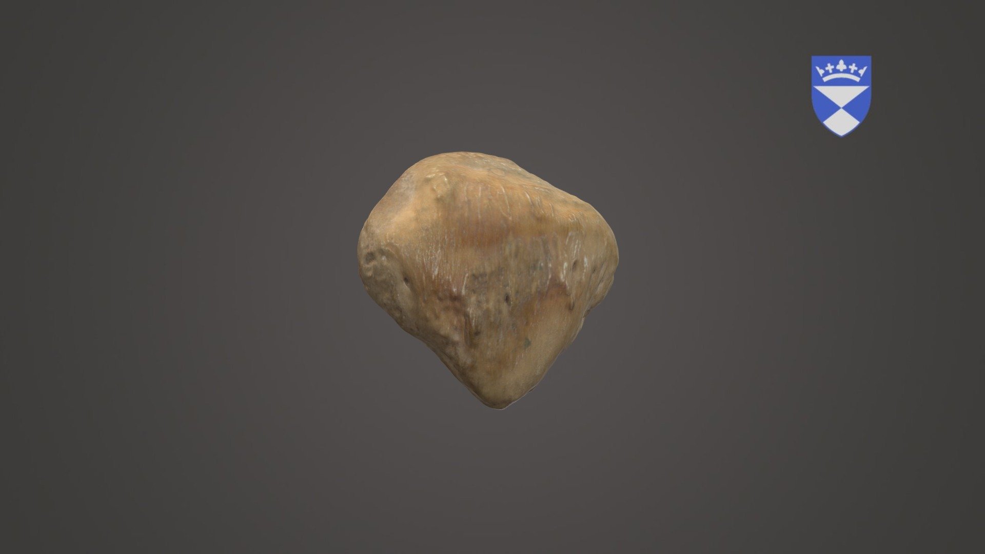Patella - 3D model by University of Dundee, CAHID (@anatomy_dundee ...