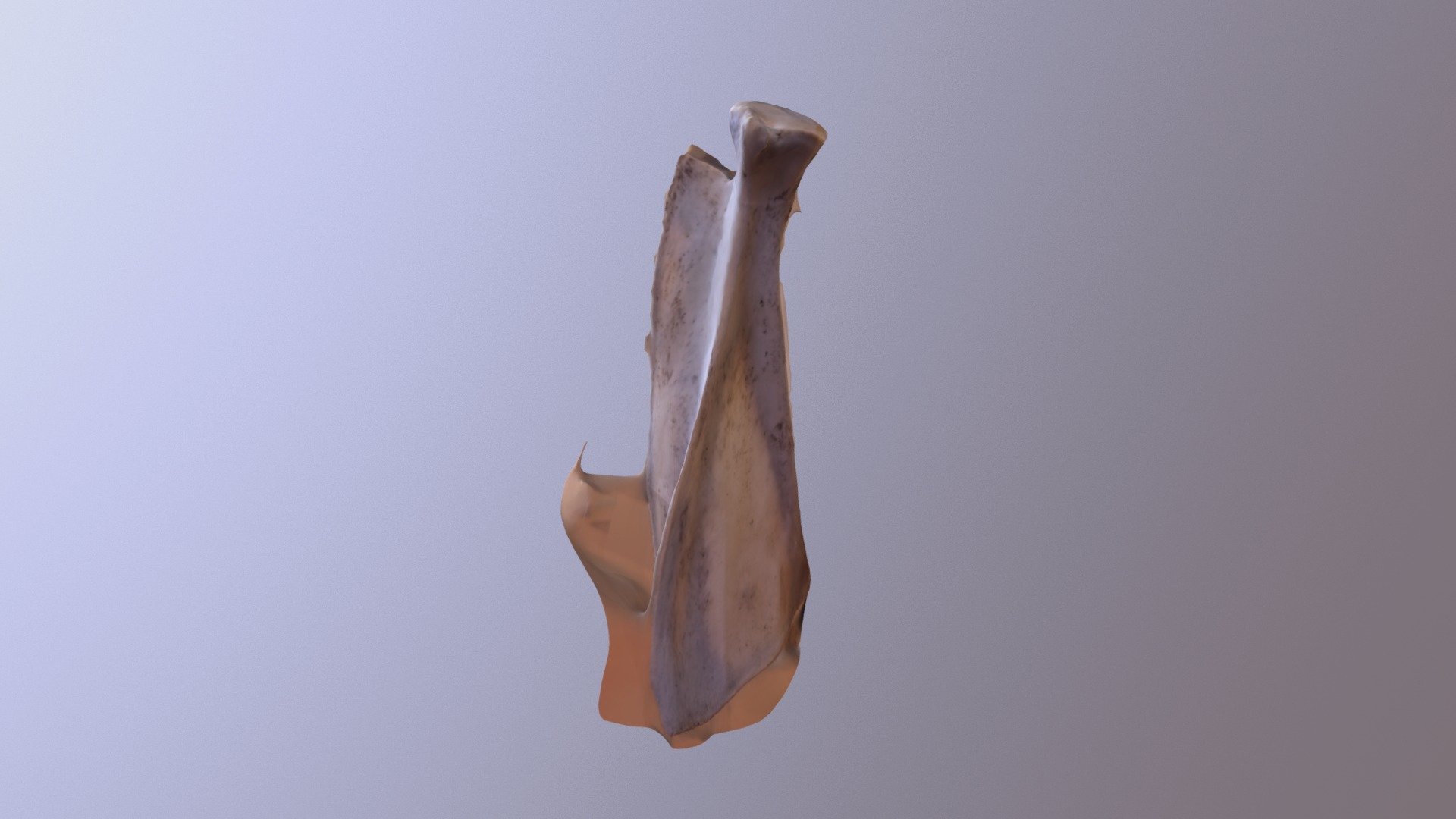 Bone - 4 - 1 Obj - 3D model by cacross [ccdb8e2] - Sketchfab